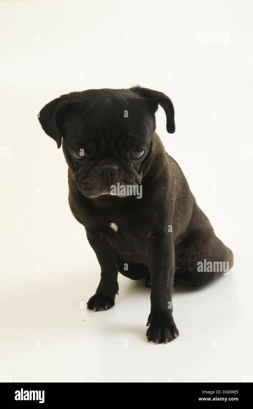 Cute female PUG dog pet, isolated on a white background studio shot ...