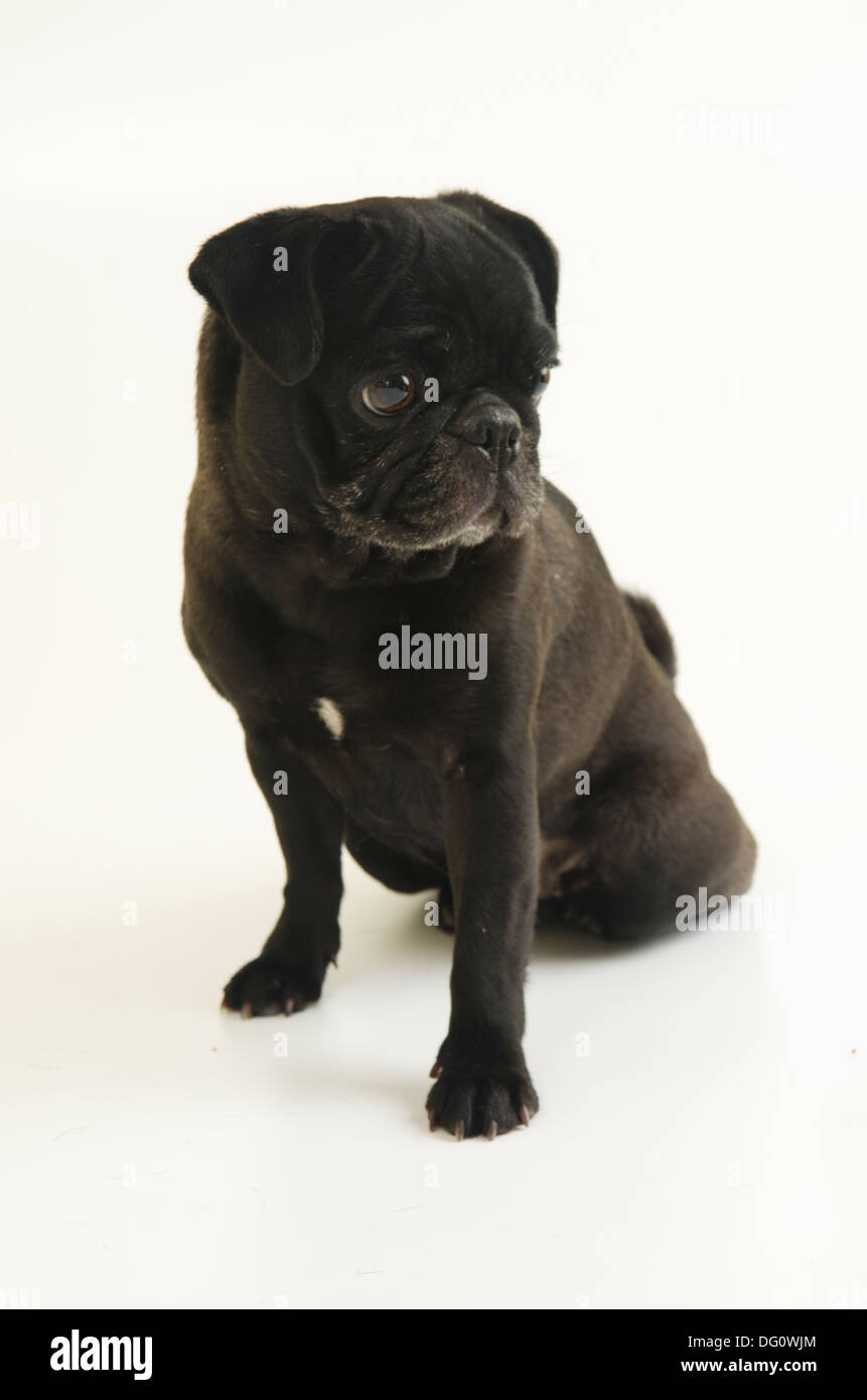 Cute female PUG dog pet, isolated on a white background studio shot ...