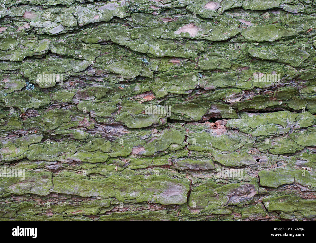 Skin rough hi-res stock photography and images - Alamy