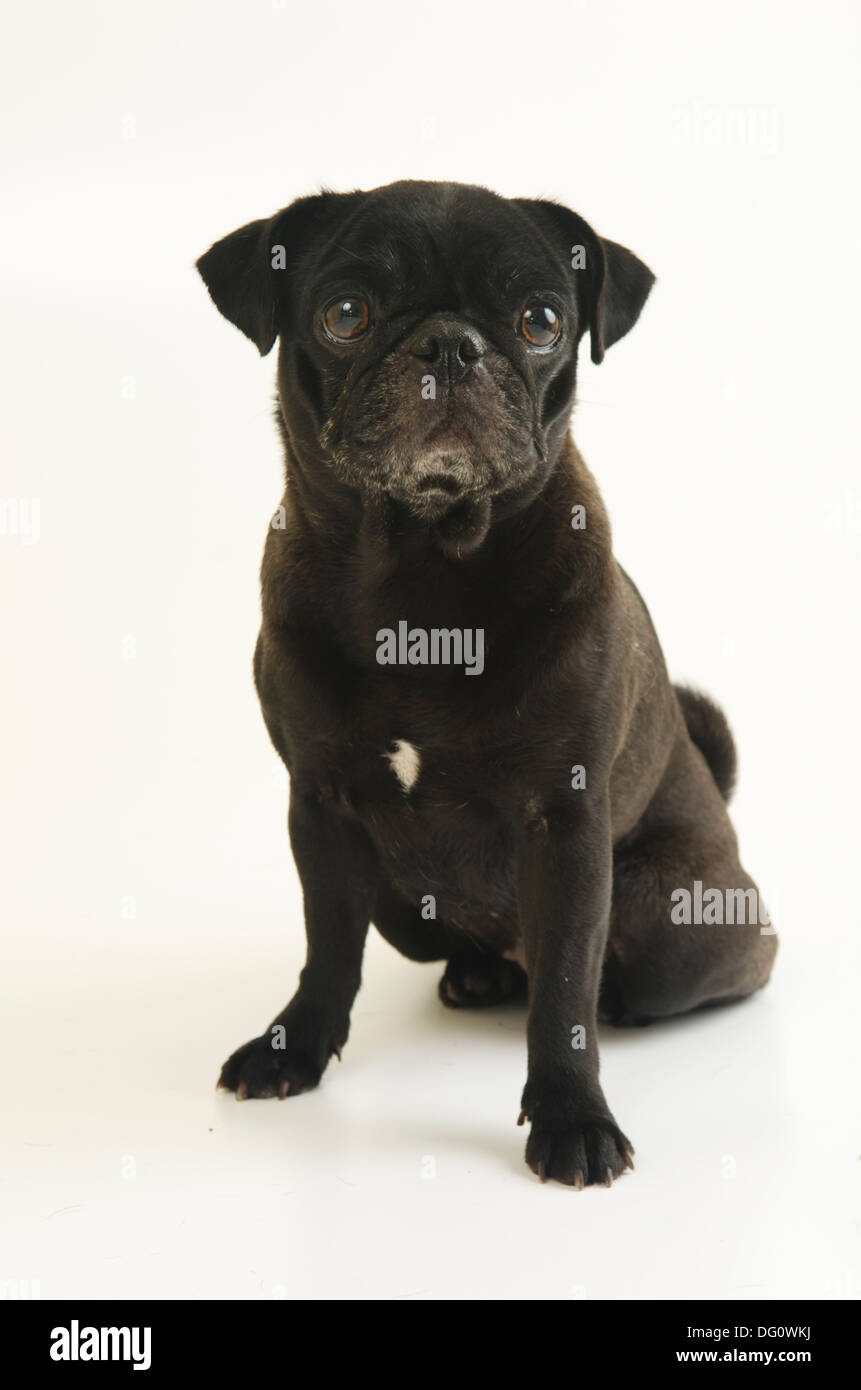 Cute female PUG dog pet, isolated on a white background studio shot ...