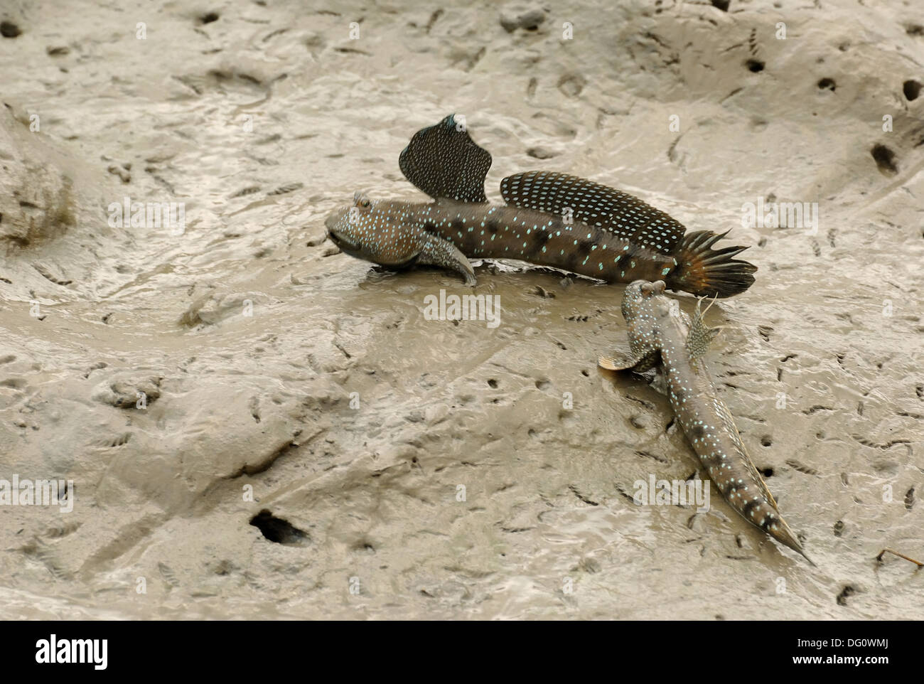 Mudskippers fighting hi-res stock photography and images - Alamy