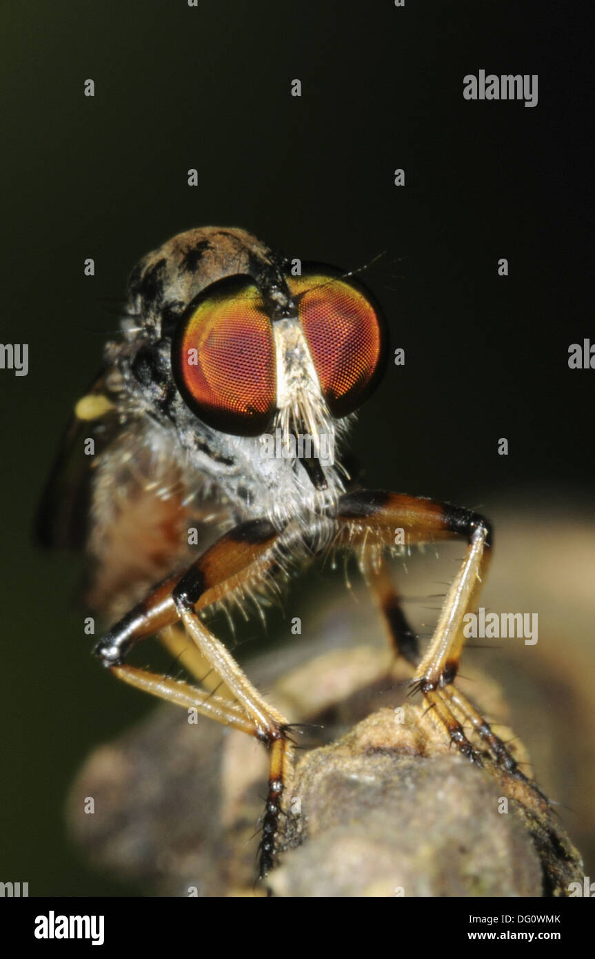 Robofly hi-res stock photography and images - Alamy