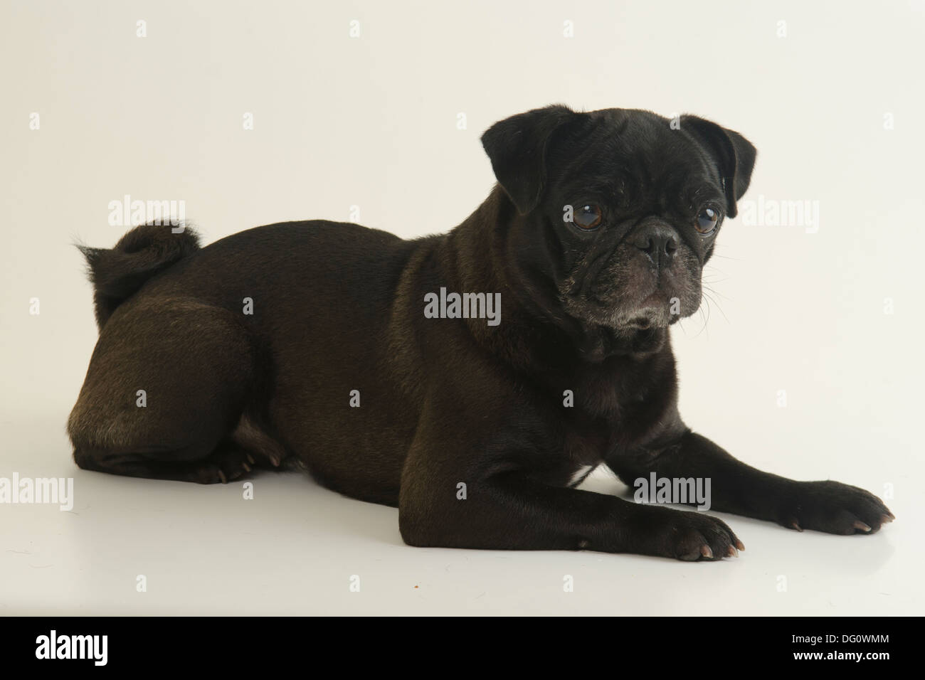 Cute female PUG dog pet, isolated on a white background studio shot ...