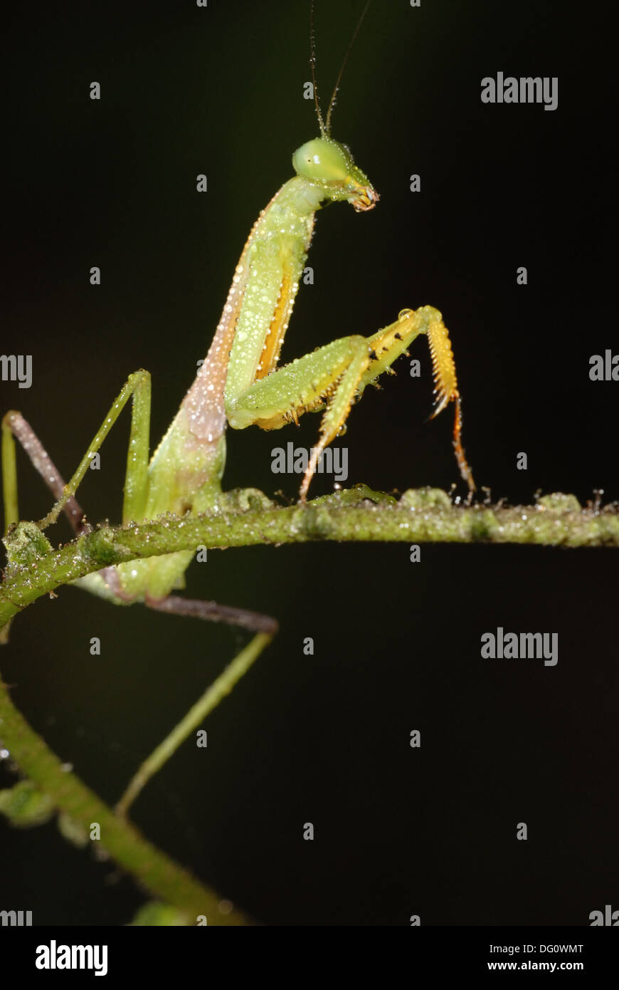 Fighting mantis hi-res stock photography and images - Alamy