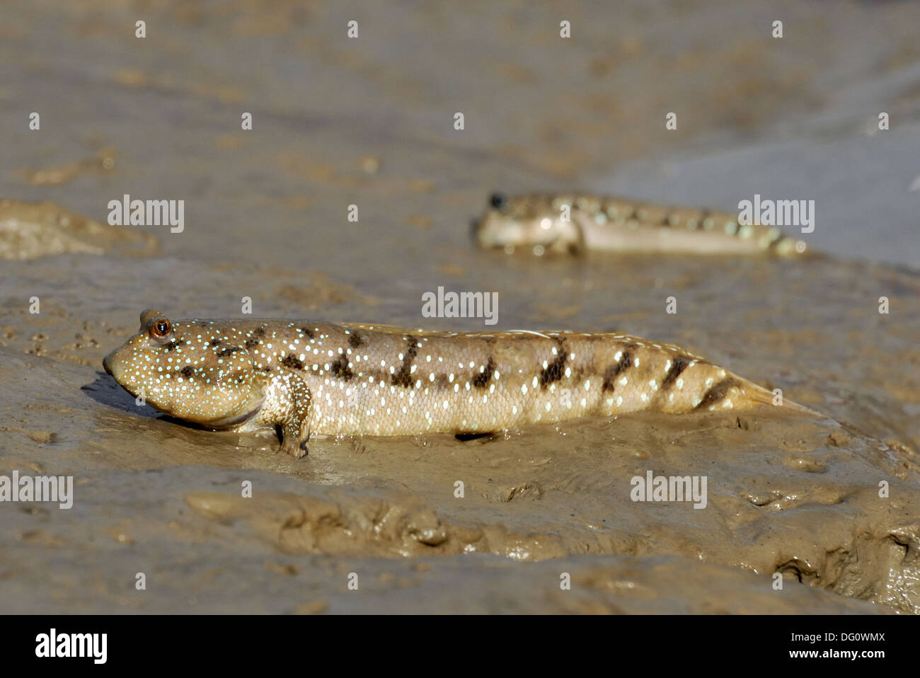 Amphibious fish amphibian mud hi-res stock photography and images - Alamy