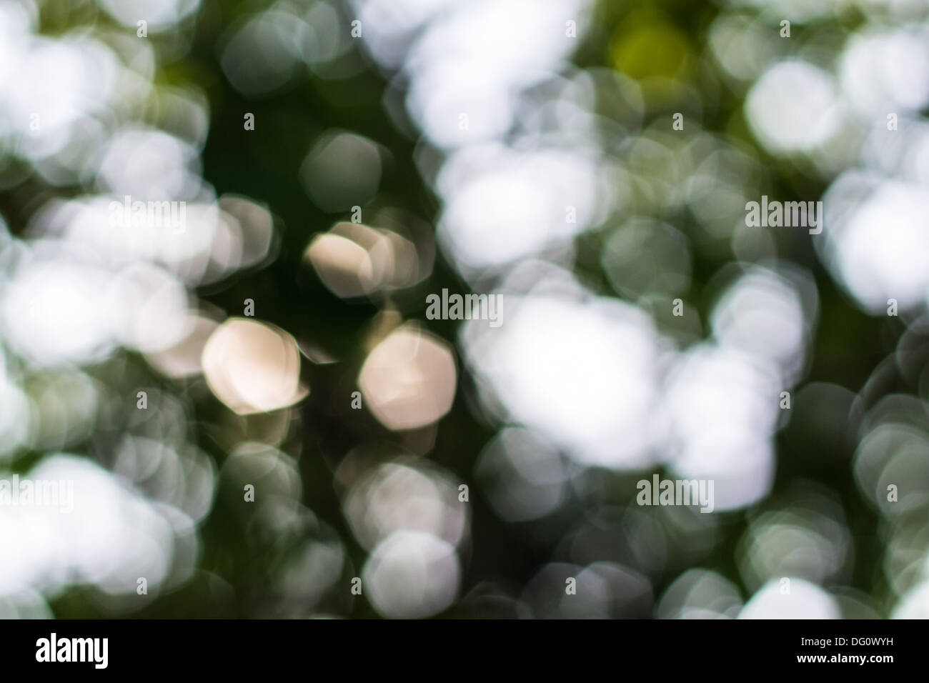 Nature bokeh lights Stock Photo - Alamy