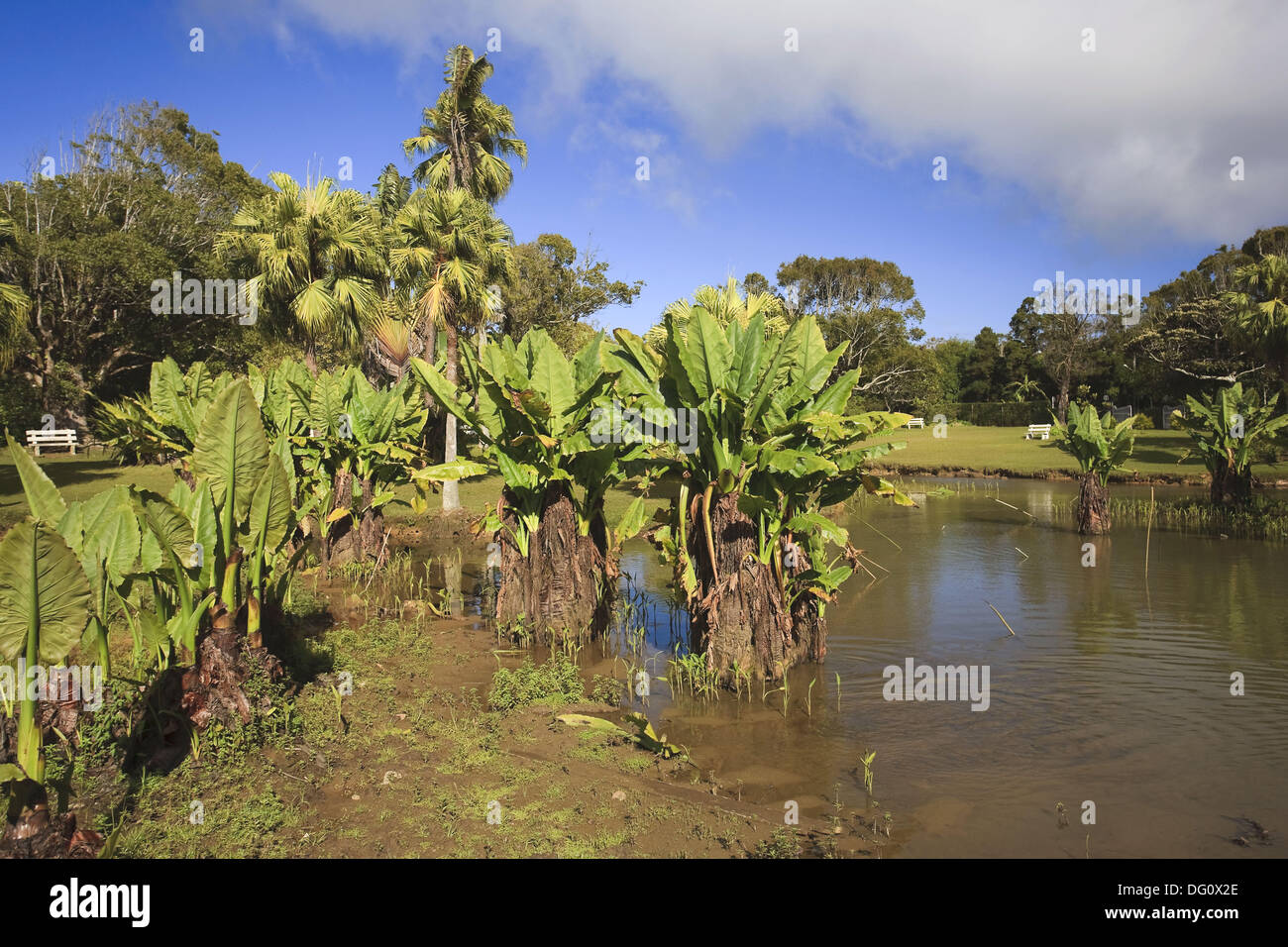 Curepipe High Resolution Stock Photography and Images - Alamy