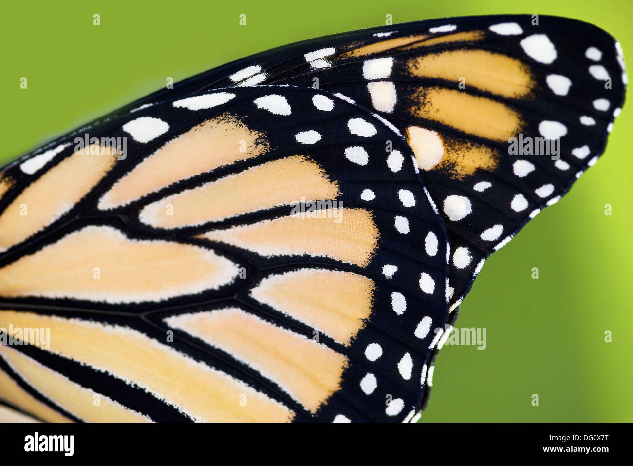Monarch butterfly close up wing hi-res stock photography and images - Alamy
