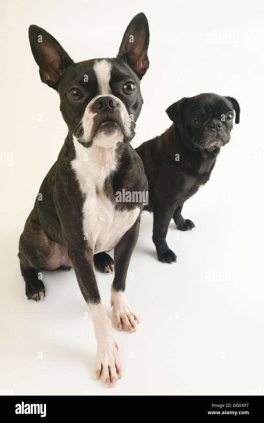 Pug terrier hi-res stock photography and images - Alamy