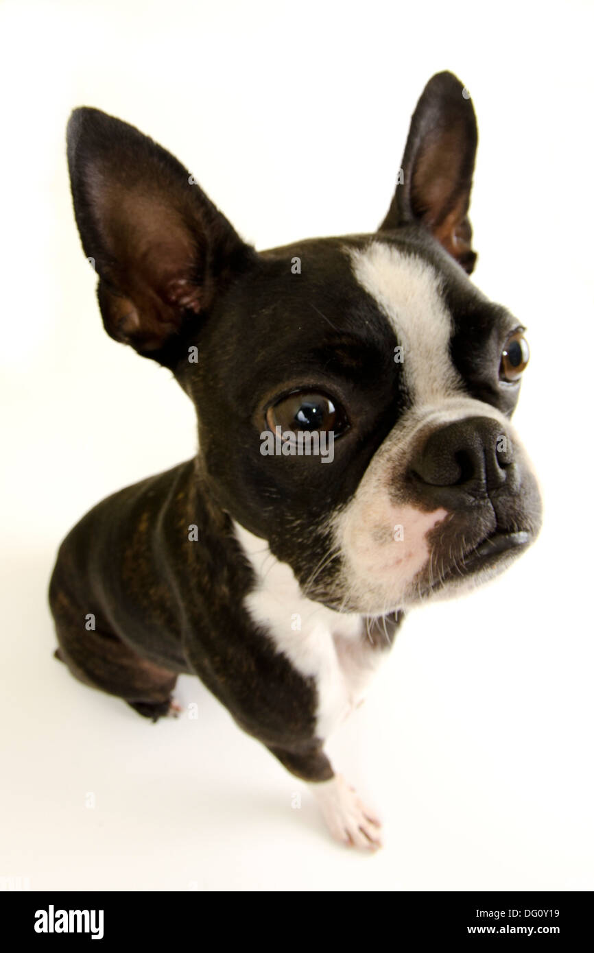 wide angle shot of a cute Boston Terrier dog, on white background Stock ...