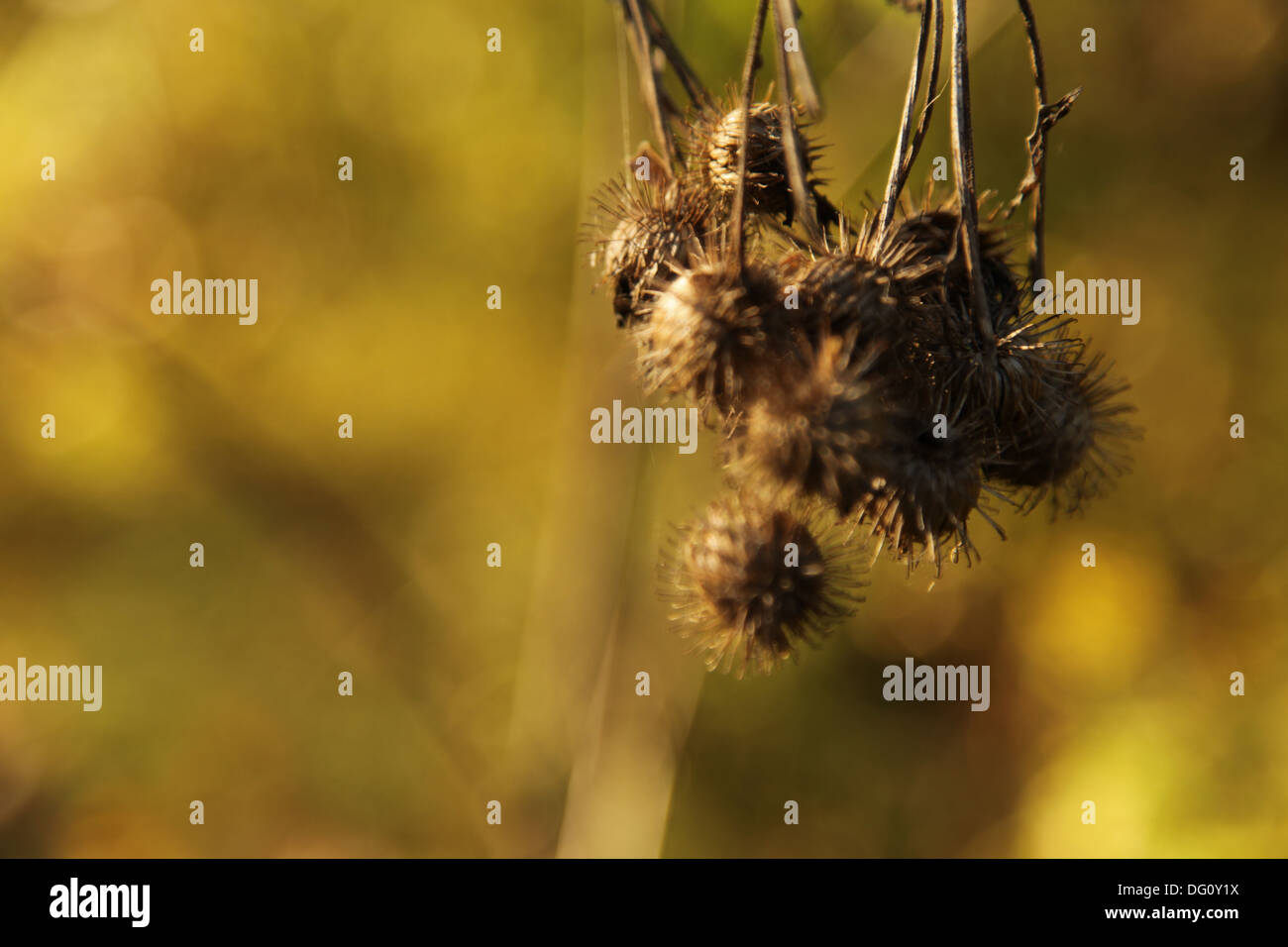 Yellow Flower Dead High Resolution Stock Photography and Images - Alamy