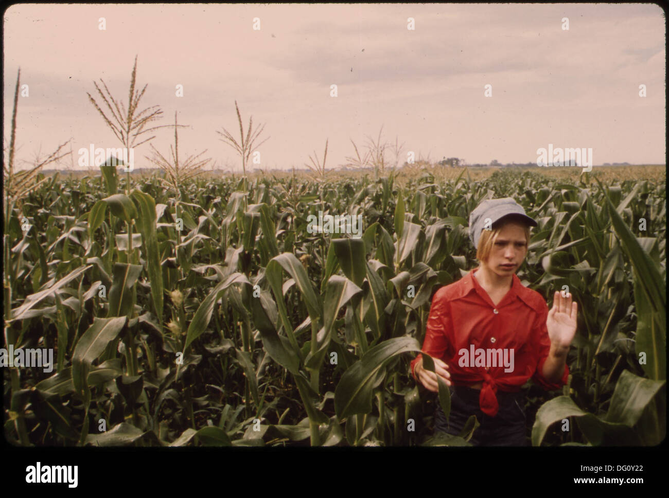 Hybrid corn hi-res stock photography and images - Alamy