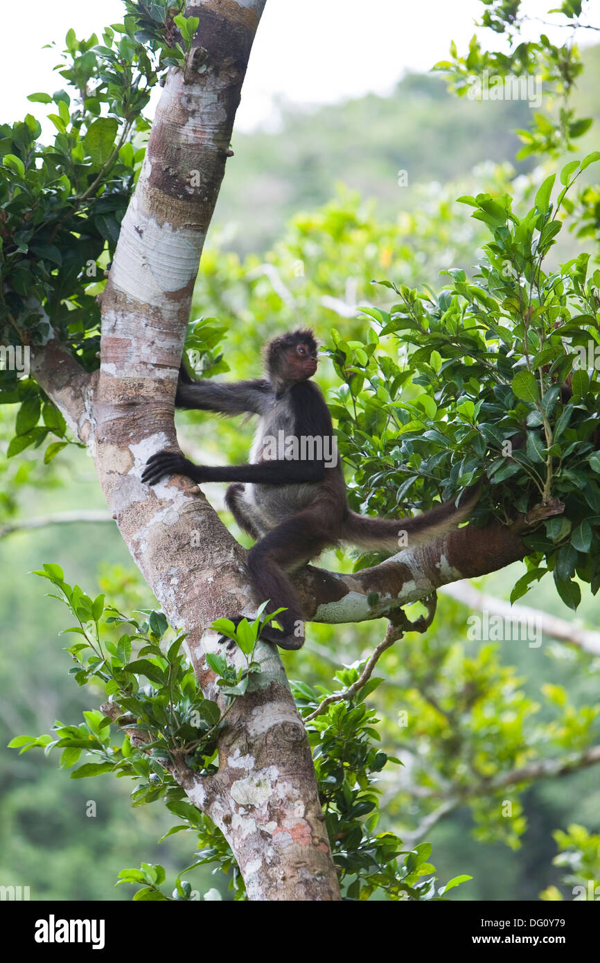 Guatemala tikal spider monkey hi-res stock photography and images - Alamy