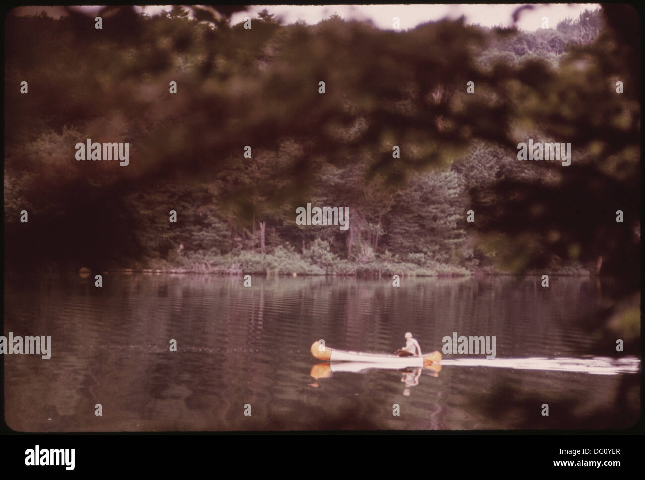 YOUNG BOY CANOEING ON TWITCHELL LAKE, FRAMED BY RED SPRUCE BRANCHES IN ...