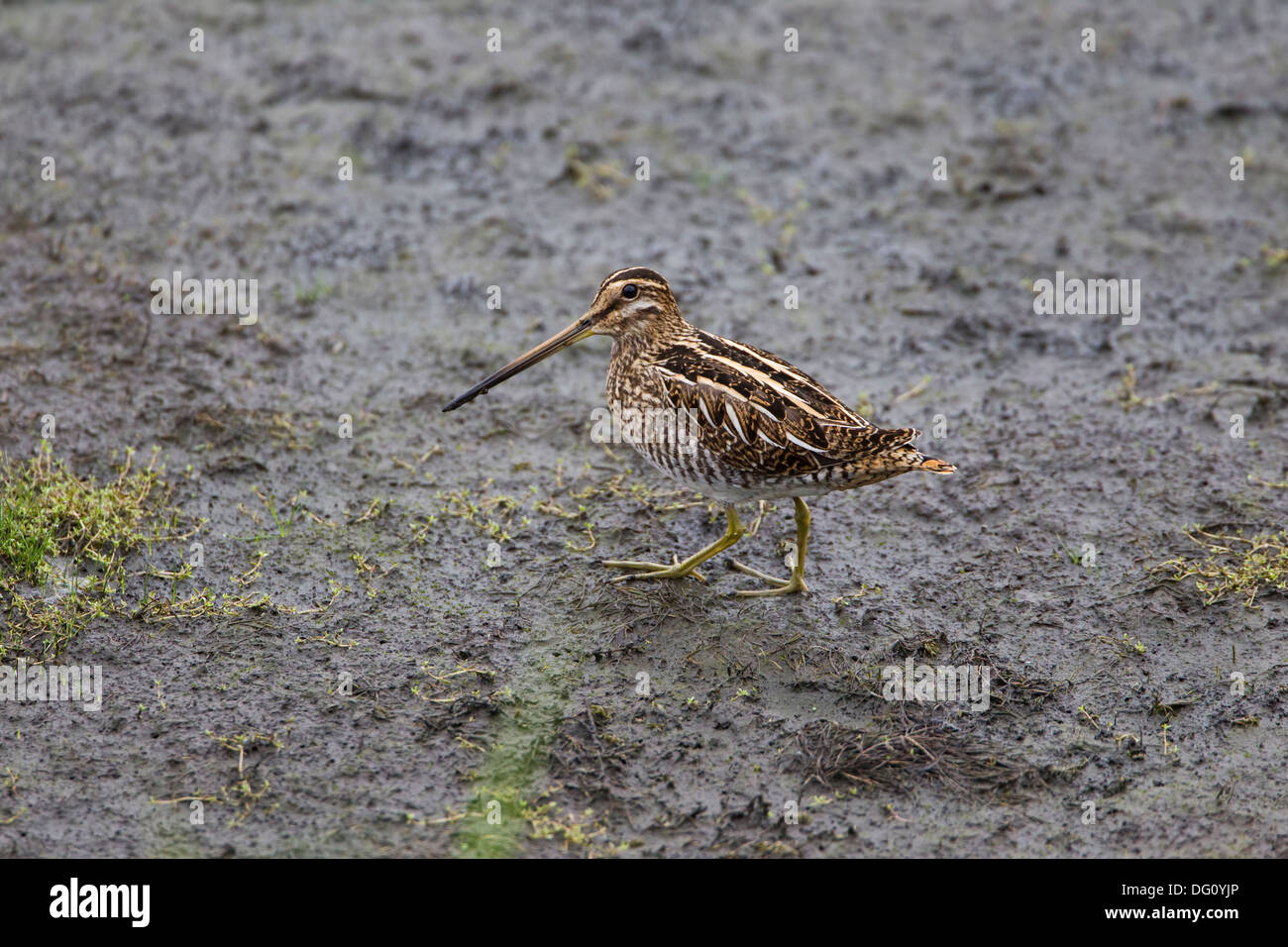 Snipe Gallinago Gallinago close up on mud bank Stock Photo - Alamy