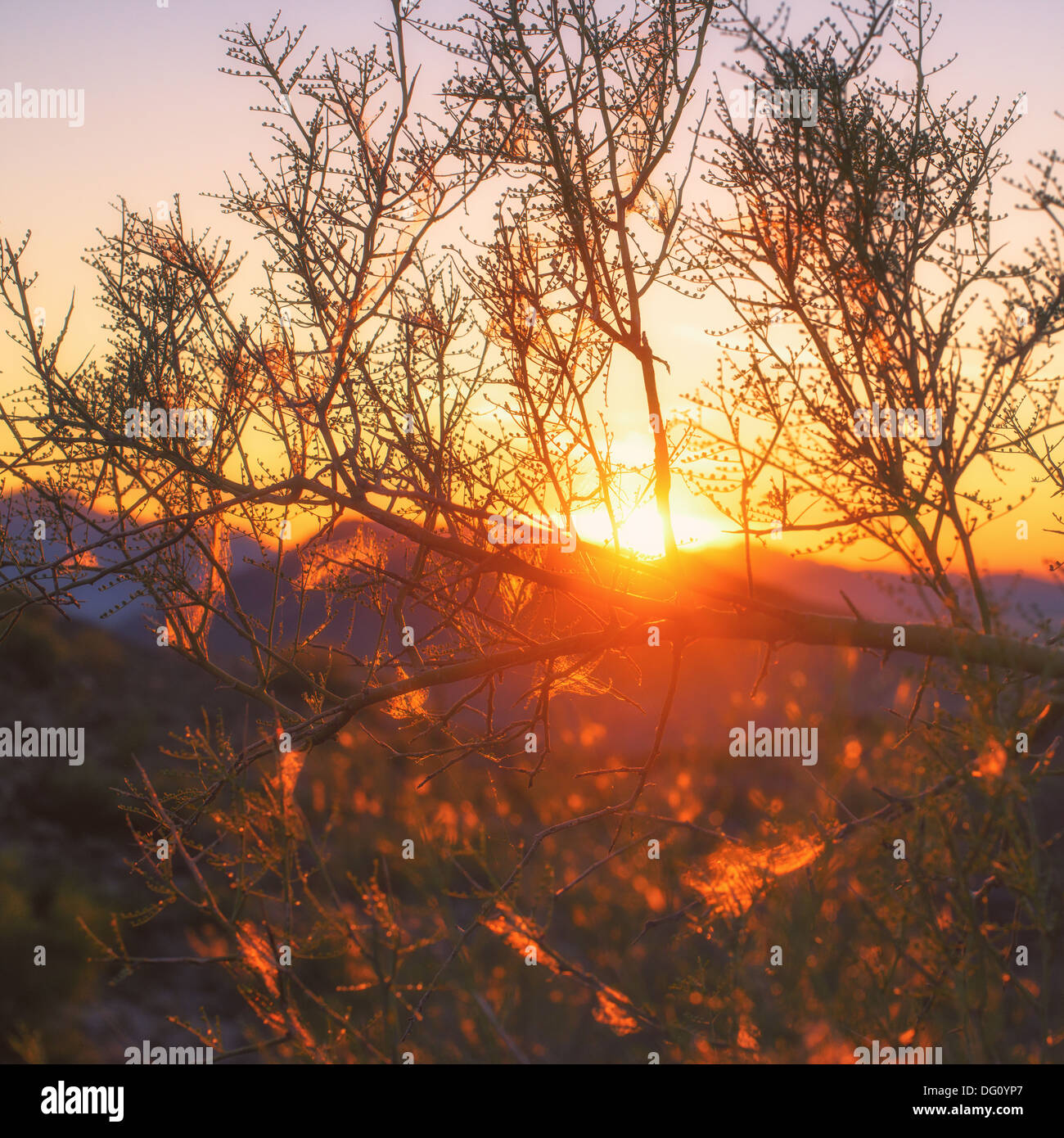 Sunset over the branches of the bush Stock Photo - Alamy