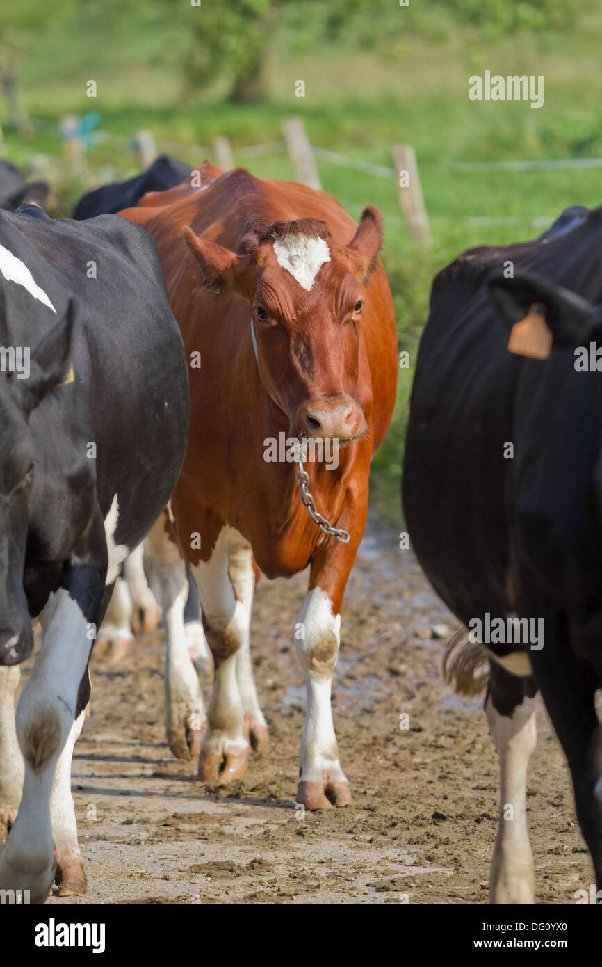 Animal spain cow bovine hi-res stock photography and images - Alamy