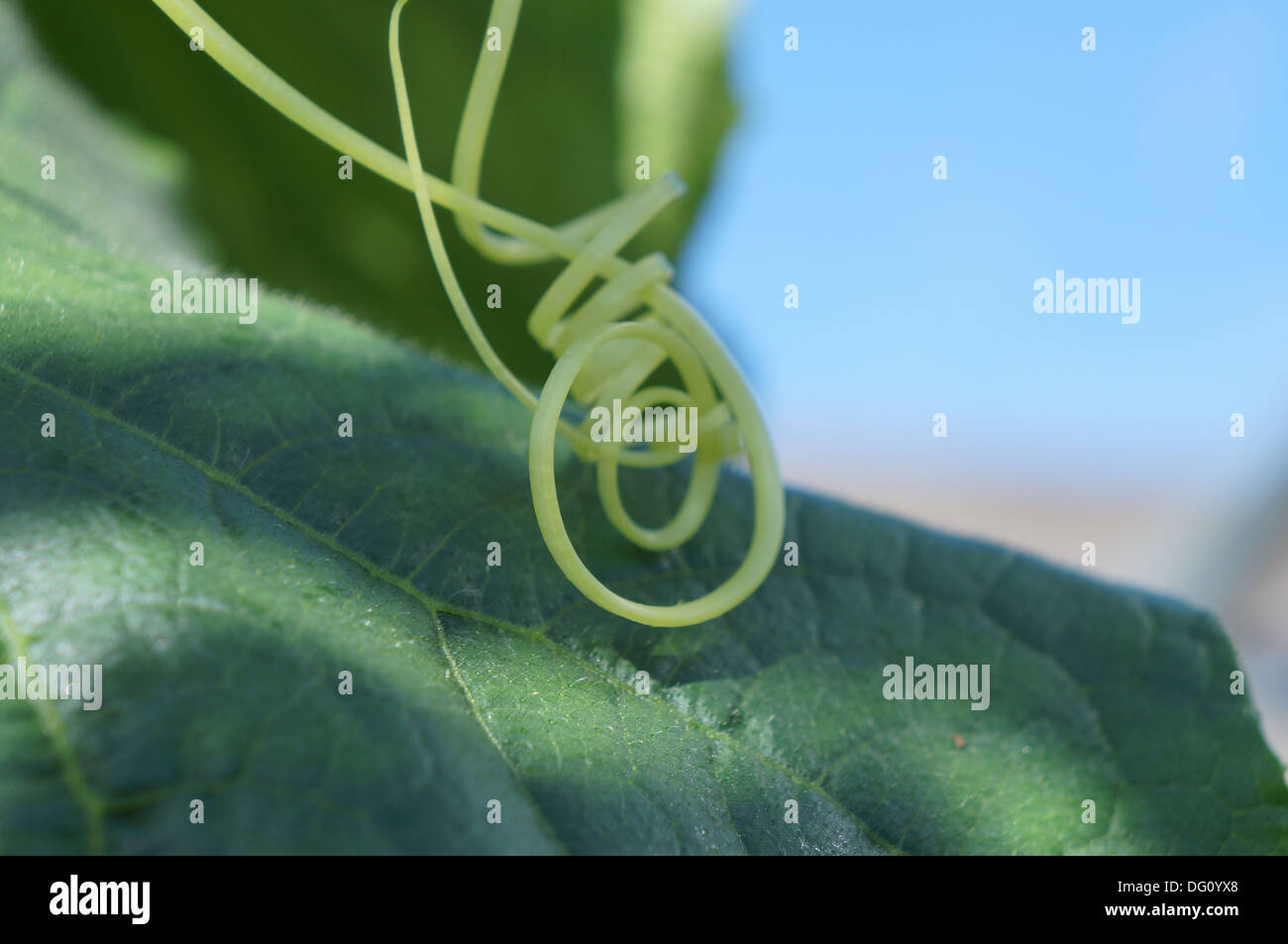 Tendril on a cucumber plant Stock Photo - Alamy