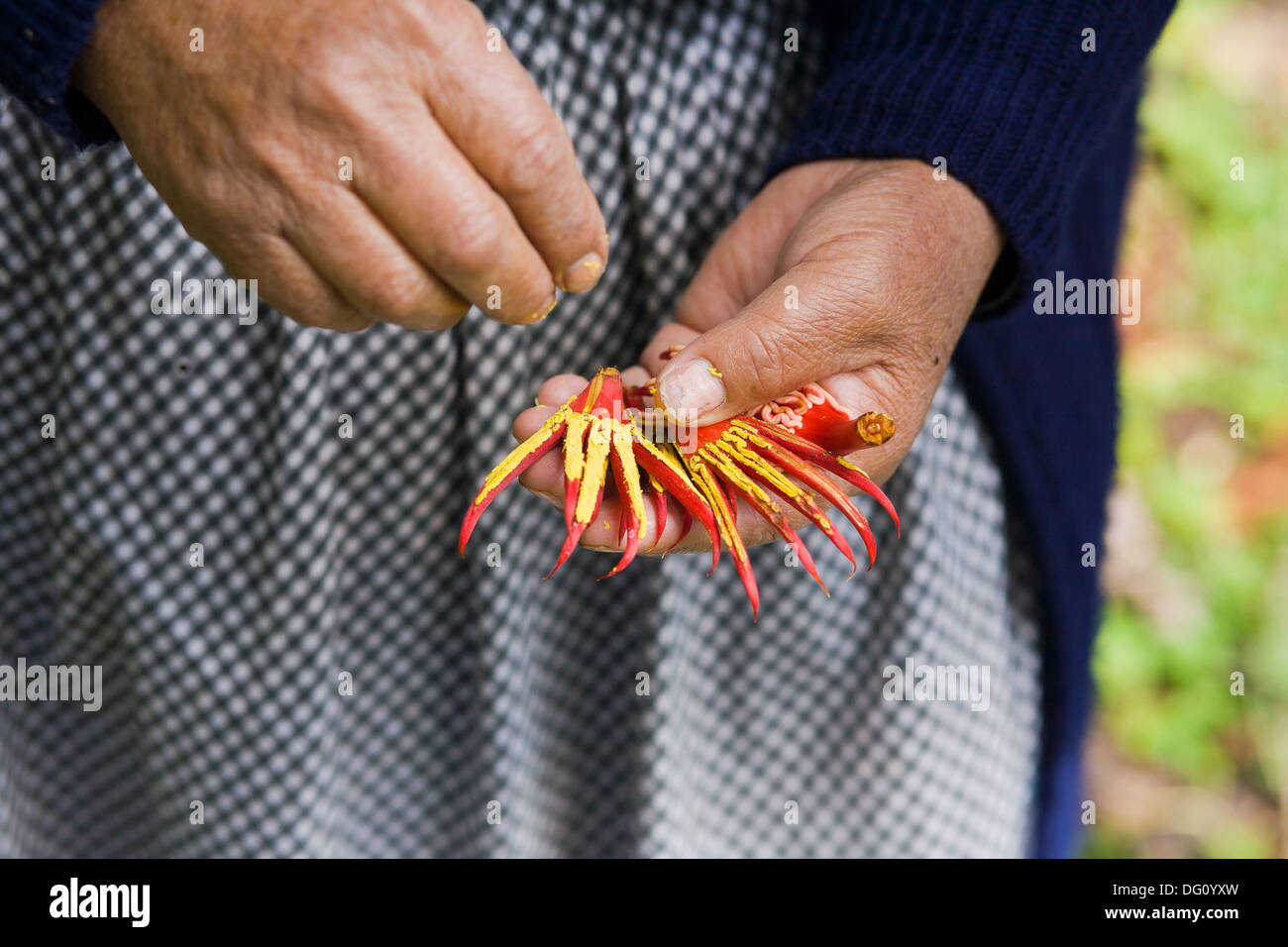 Pie maya hi-res stock photography and images - Alamy