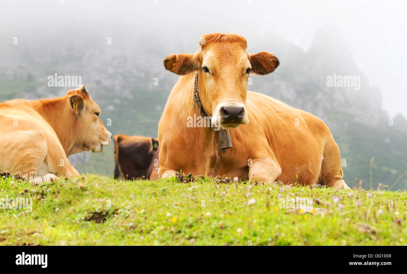 Spain cow hi-res stock photography and images - Alamy