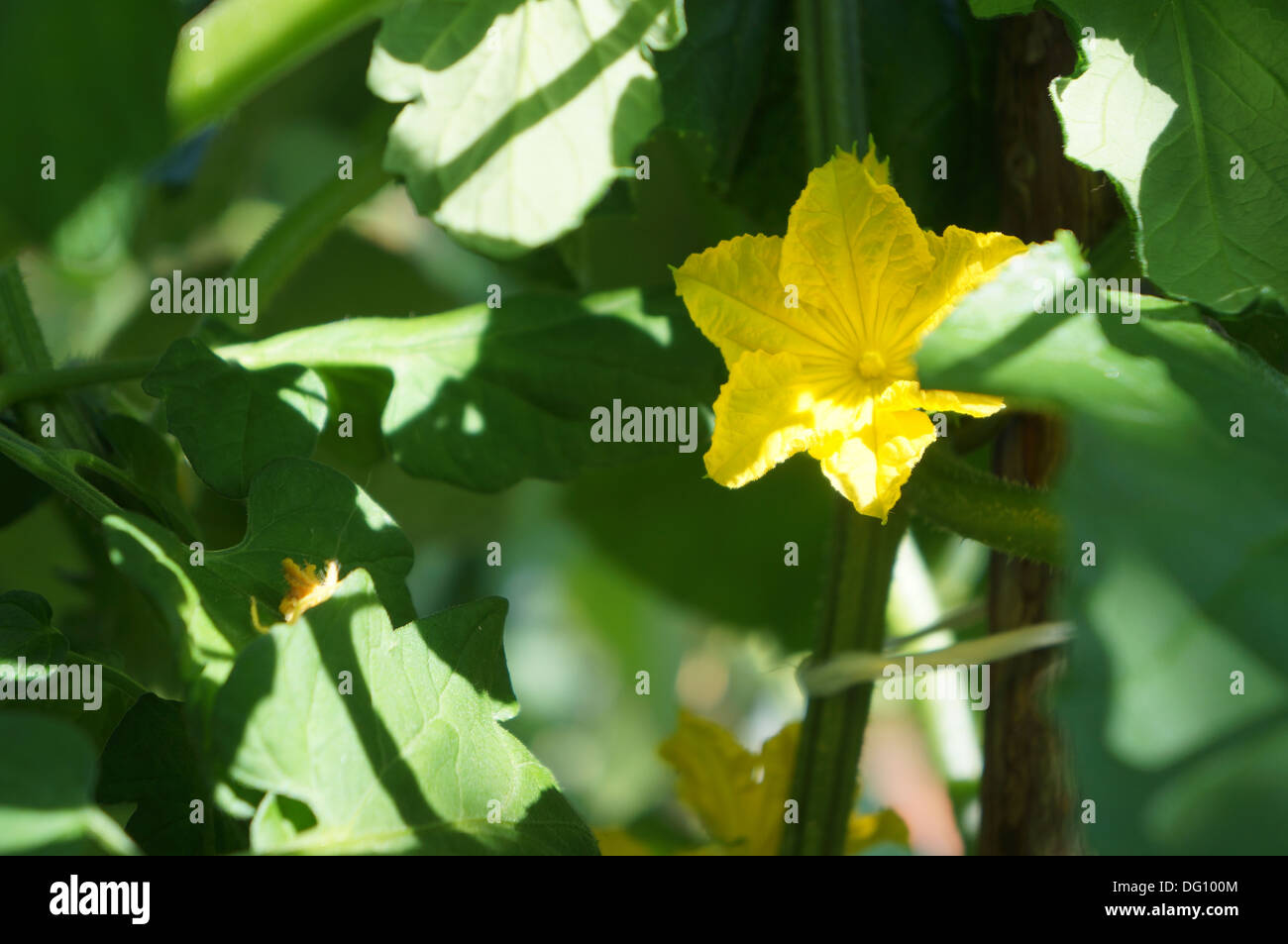 Cucumber Plant Stock Photos & Cucumber Plant Stock Images - Alamy