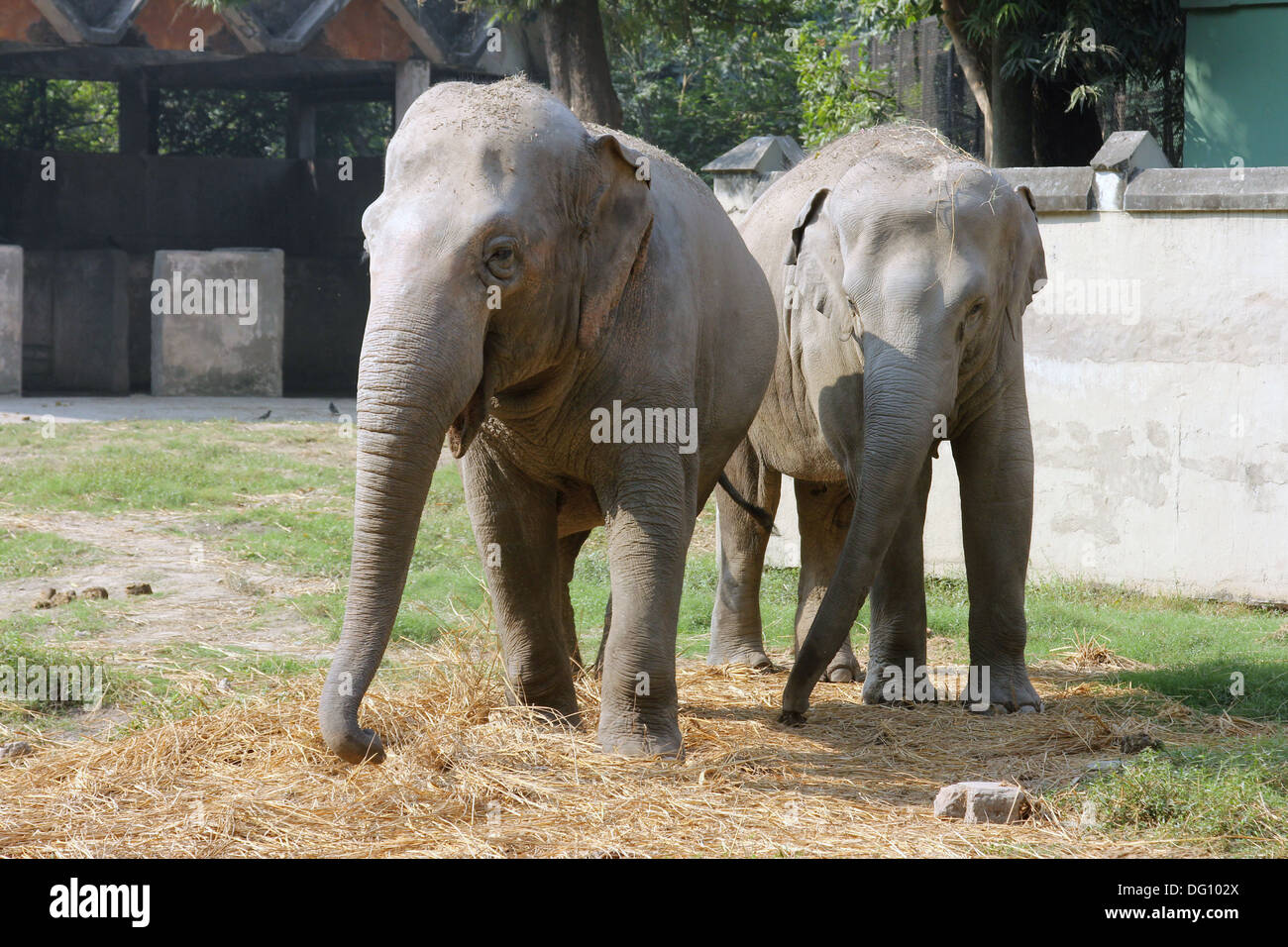 Strong elephant hi-res stock photography and images - Alamy
