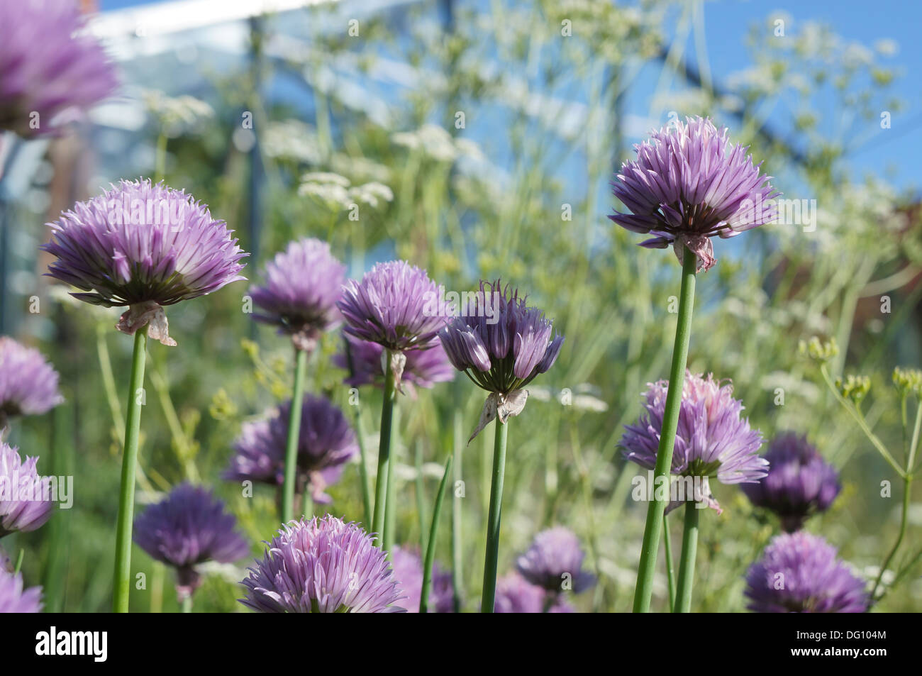 Allium flower hi-res stock photography and images - Alamy