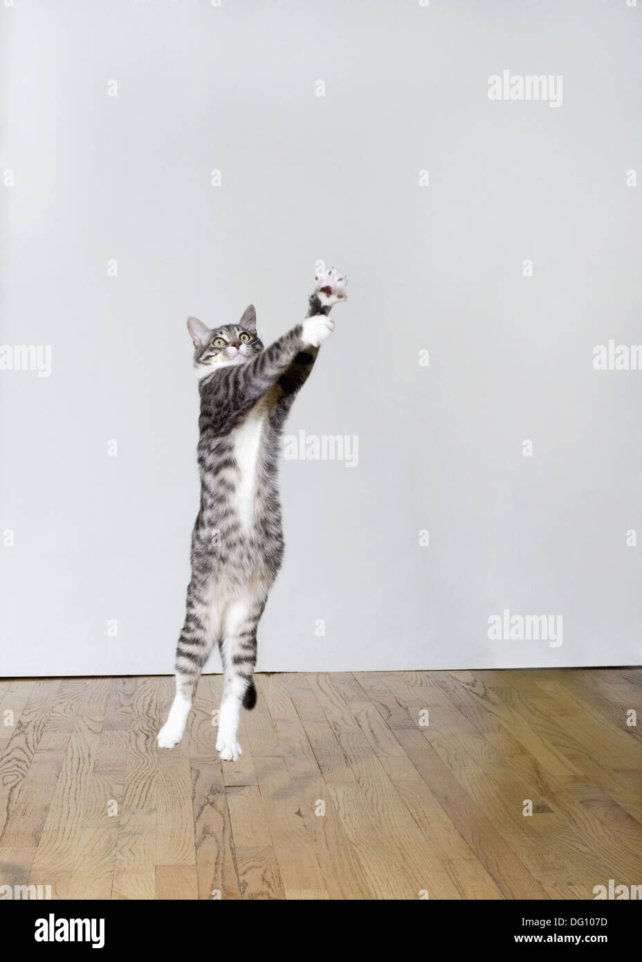 Cat grab hi-res stock photography and images - Alamy