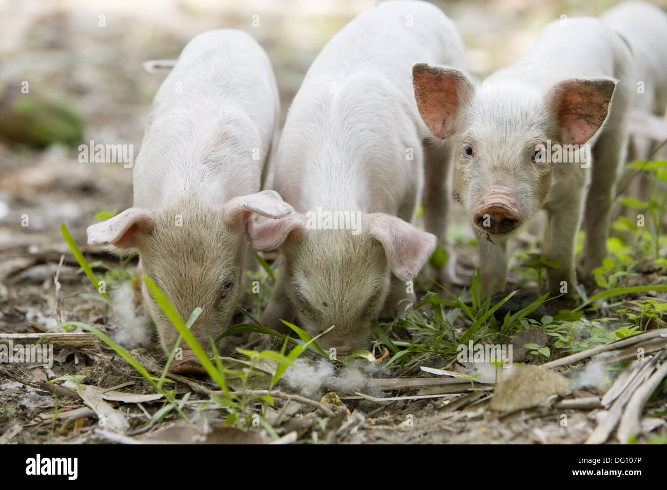 Three little piglets hi-res stock photography and images - Alamy
