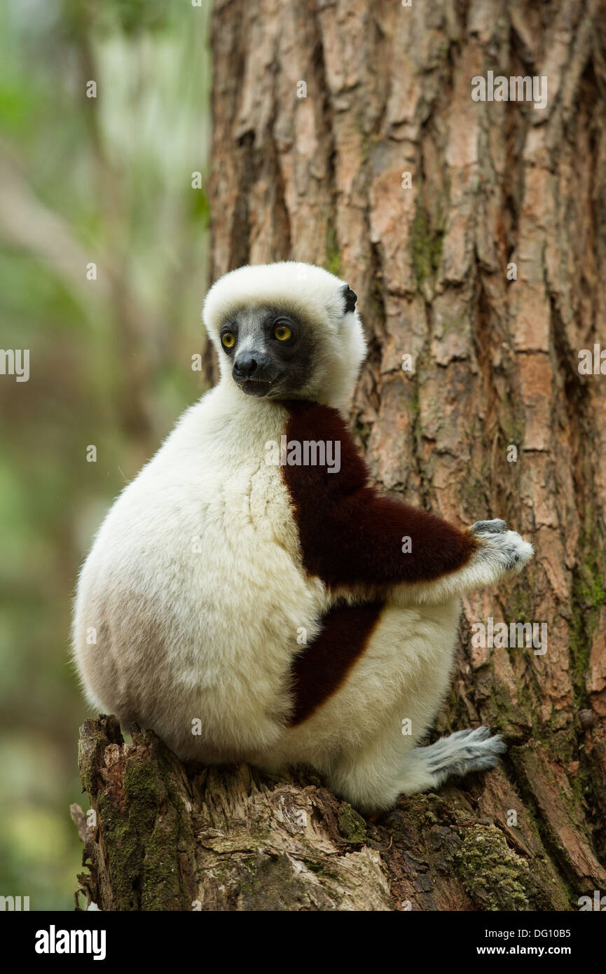Coquerel's sifaka (Propithecus coquereli), Peyrieras Nature Farm ...