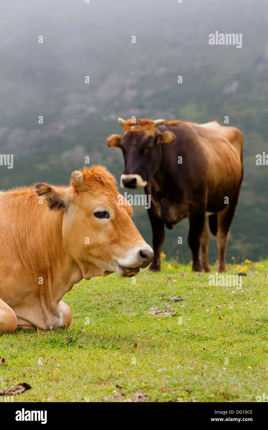 Spain cow hi-res stock photography and images - Alamy
