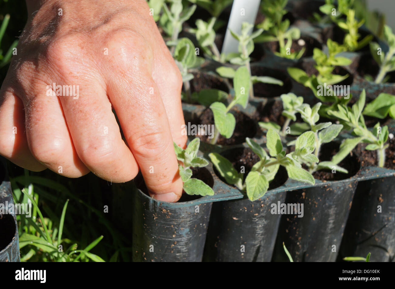 Cuttage planting hi-res stock photography and images - Alamy