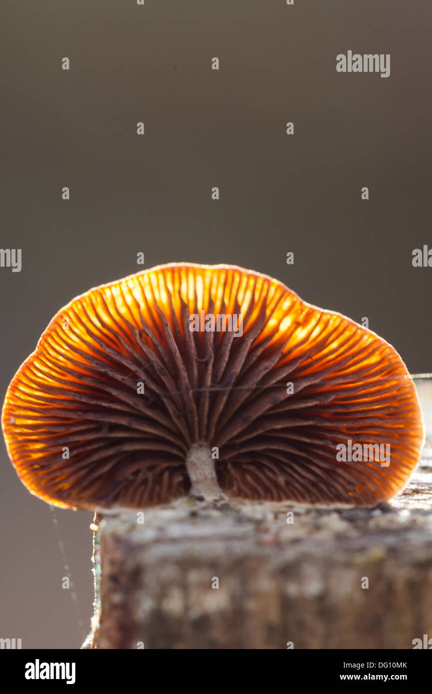 Toadstools and fungus in the garden Stock Photo - Alamy