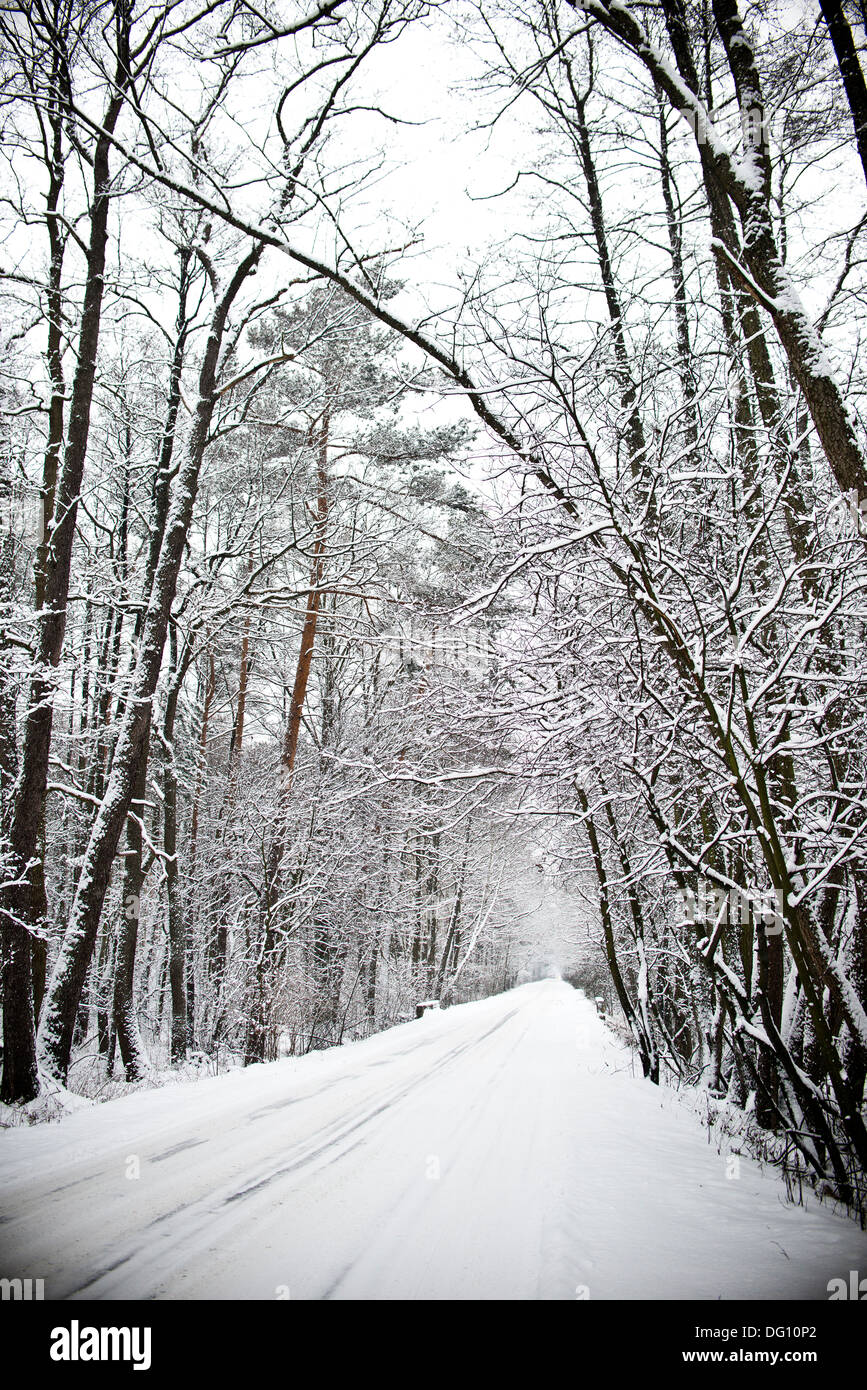 path in the woods in winter - lots of snow Stock Photo - Alamy