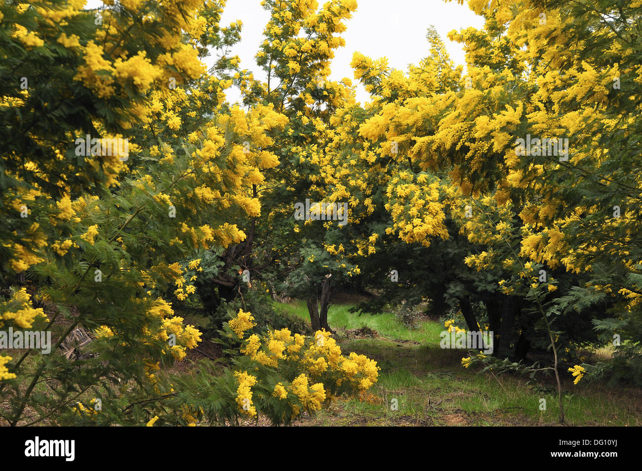 Tanneron Forest High Resolution Stock Photography and Images - Alamy