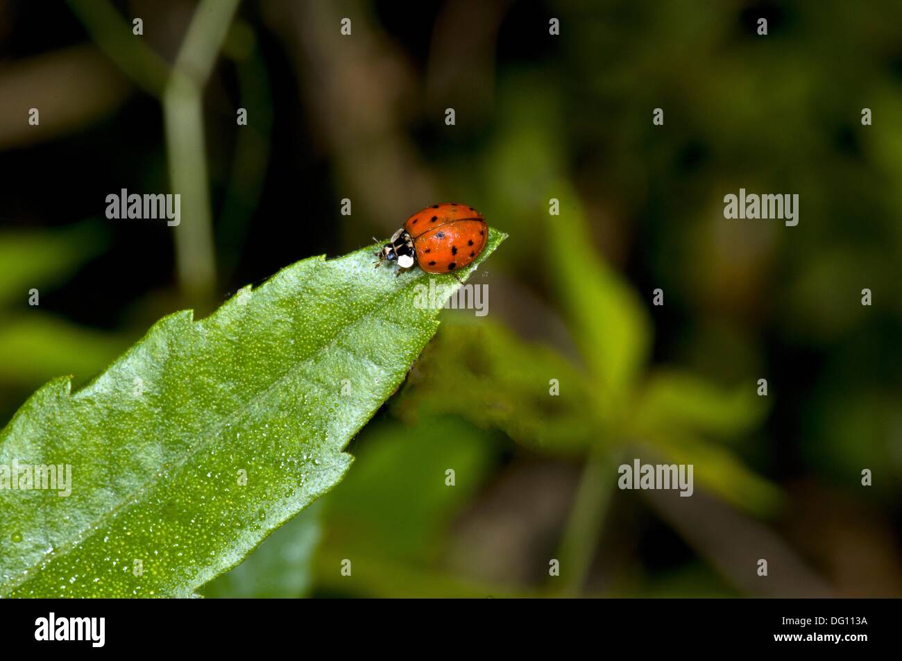 Wax Beetle High Resolution Stock Photography and Images - Alamy