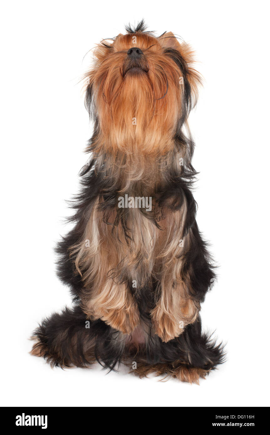 Small animal standing on hind legs hi-res stock photography and images ...