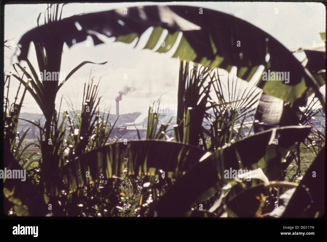 Early 1900s puerto rico agriculture hi-res stock photography and images ...
