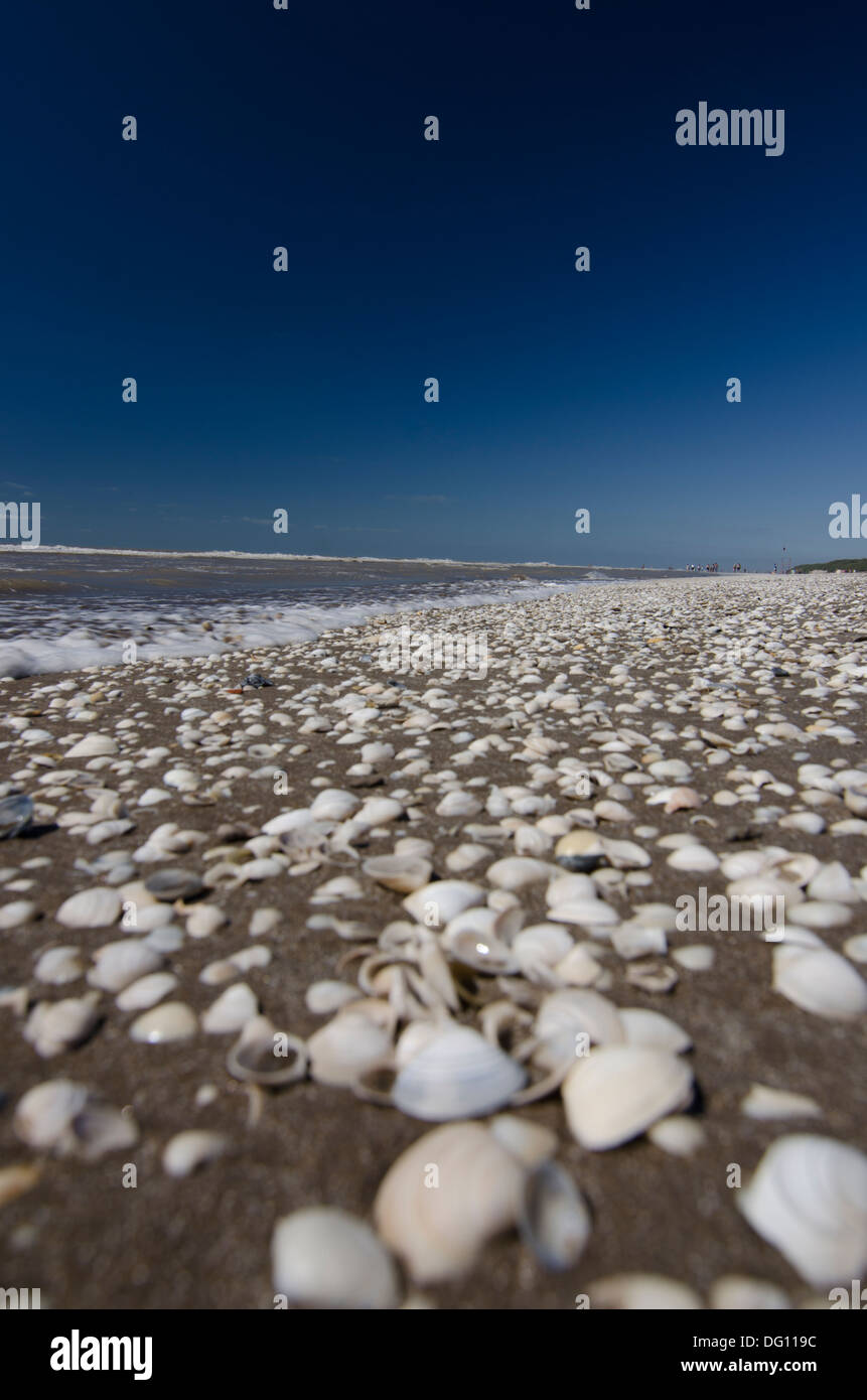 Sand beach with lots of sea shells in San Clemente del Tuyu, Argentina ...