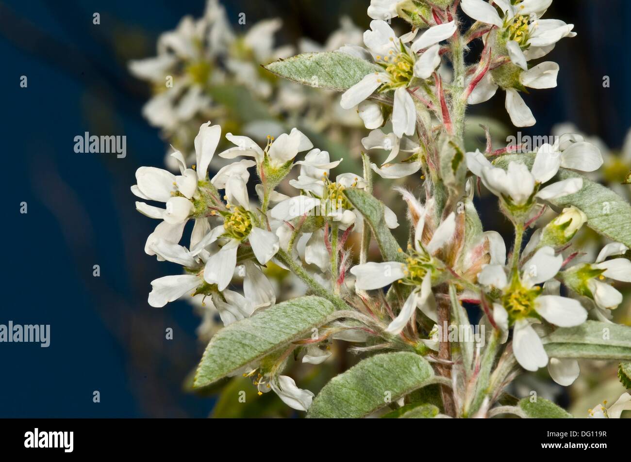 Beach plum prunus maritima hi-res stock photography and images - Alamy