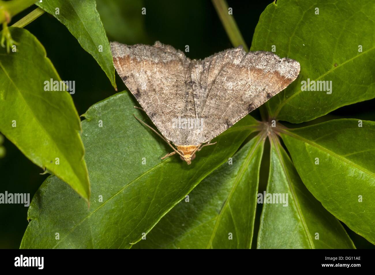 Eastern Tent Moth High Resolution Stock Photography and Images - Alamy