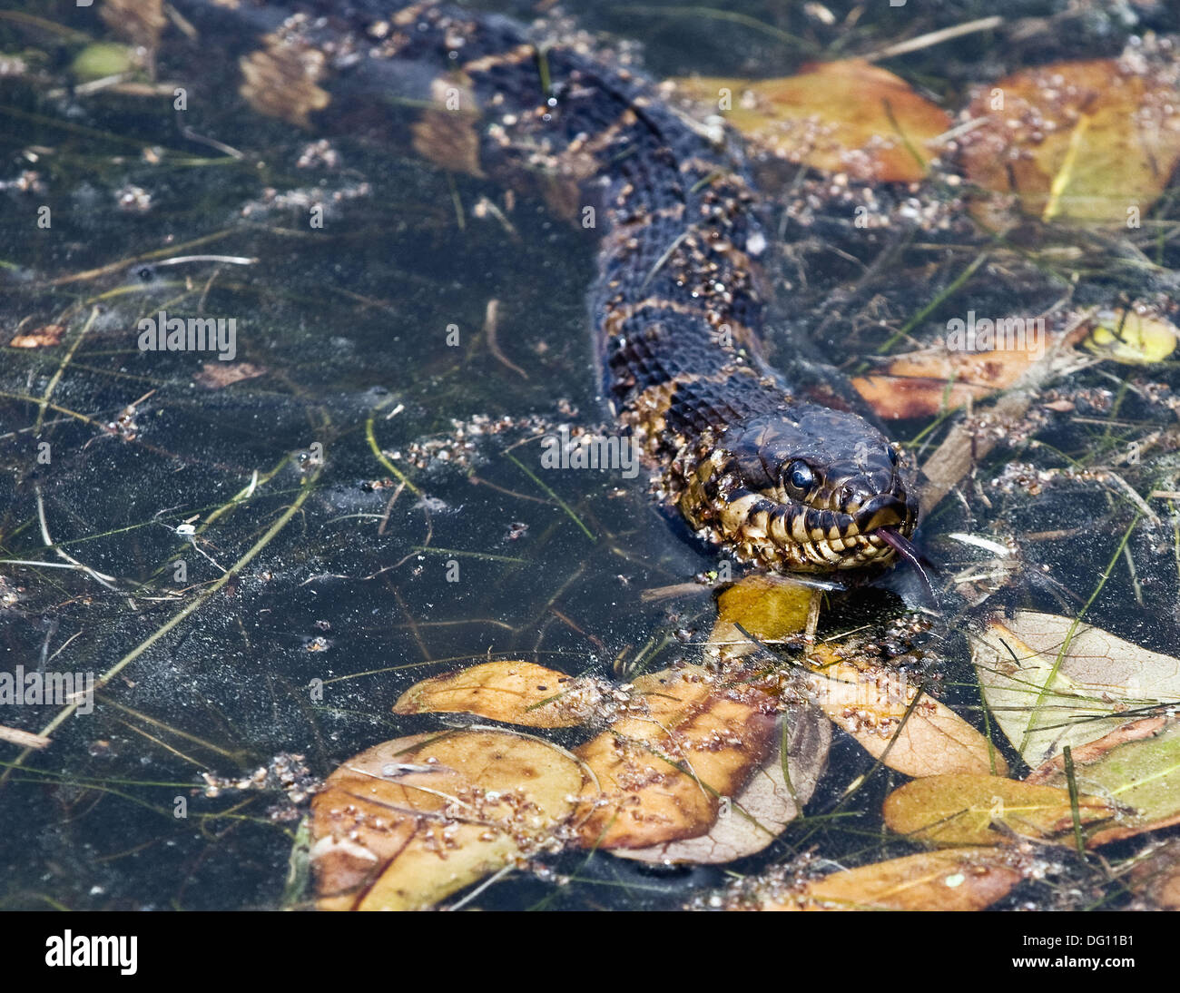 Brown water snake nerodia taxispilota hi-res stock photography and ...