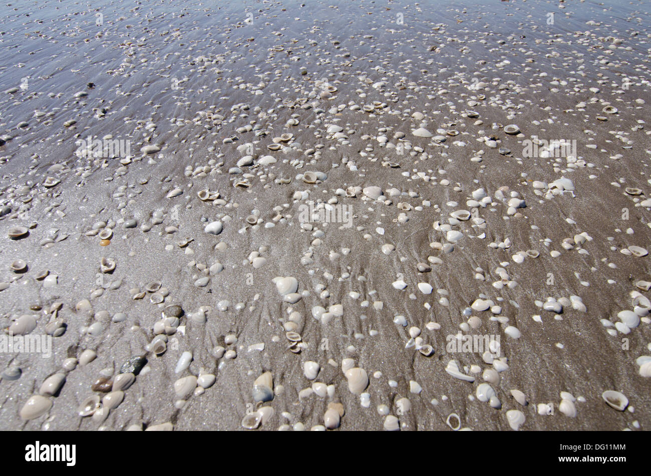 Sand beach with lots of sea shells in San Clemente del Tuyu, Argentina ...