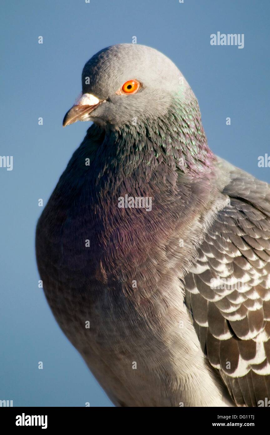 George and pigeon hi-res stock photography and images - Alamy