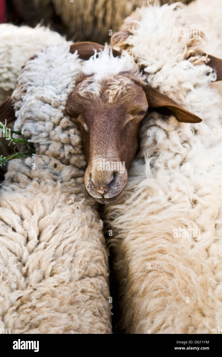 Tied up sheep hi-res stock photography and images - Alamy