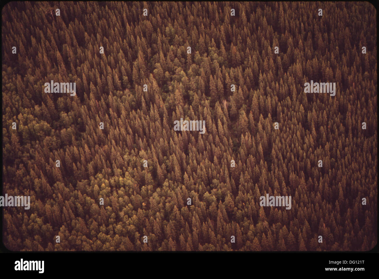 Upland taiga hi-res stock photography and images - Alamy