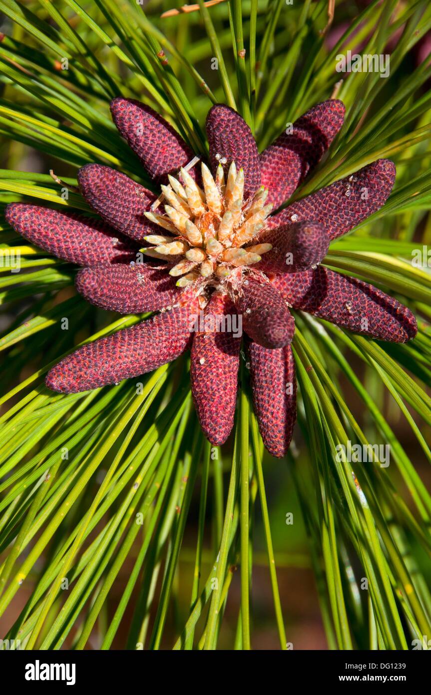 Pinus ponderosa male cone hi-res stock photography and images - Alamy