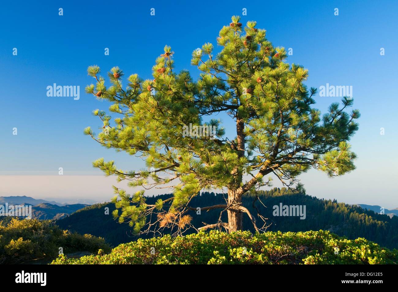 Jeffrey Pine High Resolution Stock Photography and Images - Alamy