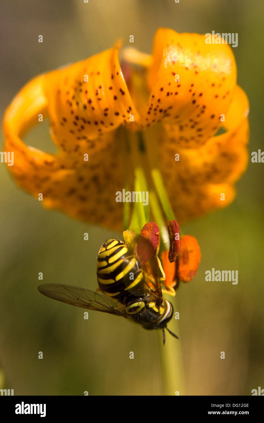Tiger bee hi-res stock photography and images - Alamy
