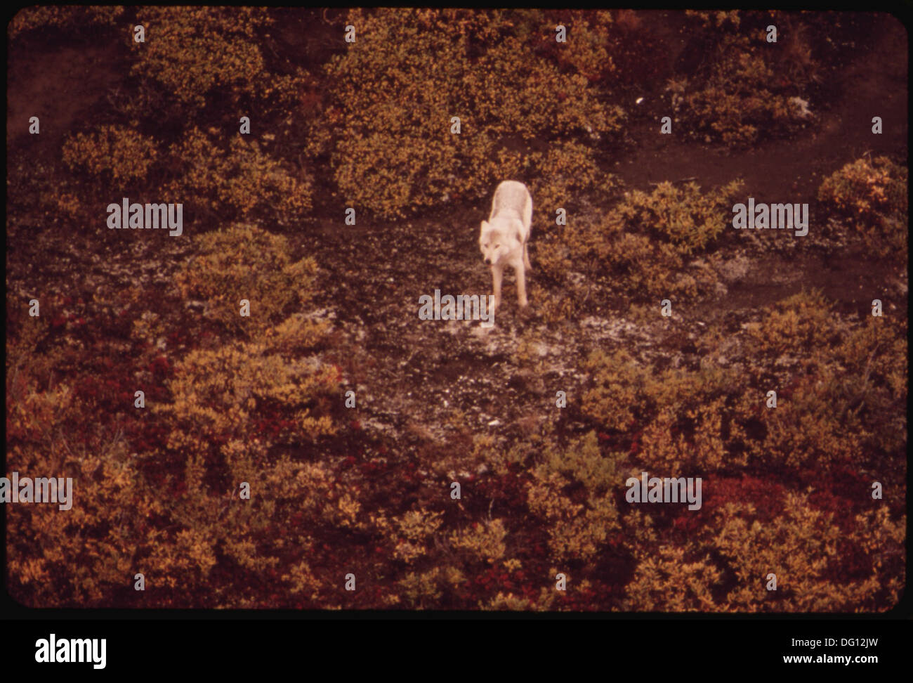 A white female wolf is seen in the Atigun Valley, where she dens along ...